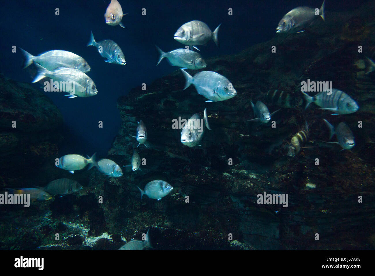 Tropical fish at the oceanographic. Valencia, Spain Stock Photo - Alamy