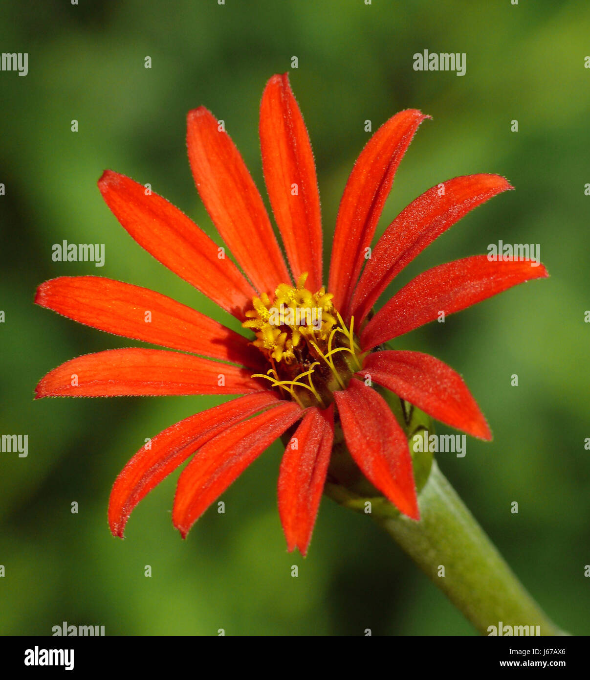 bloom blossom flourish flourishing red flower plant bloom blossom ...