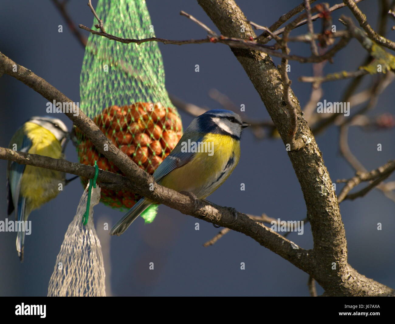 blue winter animal bird birds branch titmouse blue tit fly flies flys ...