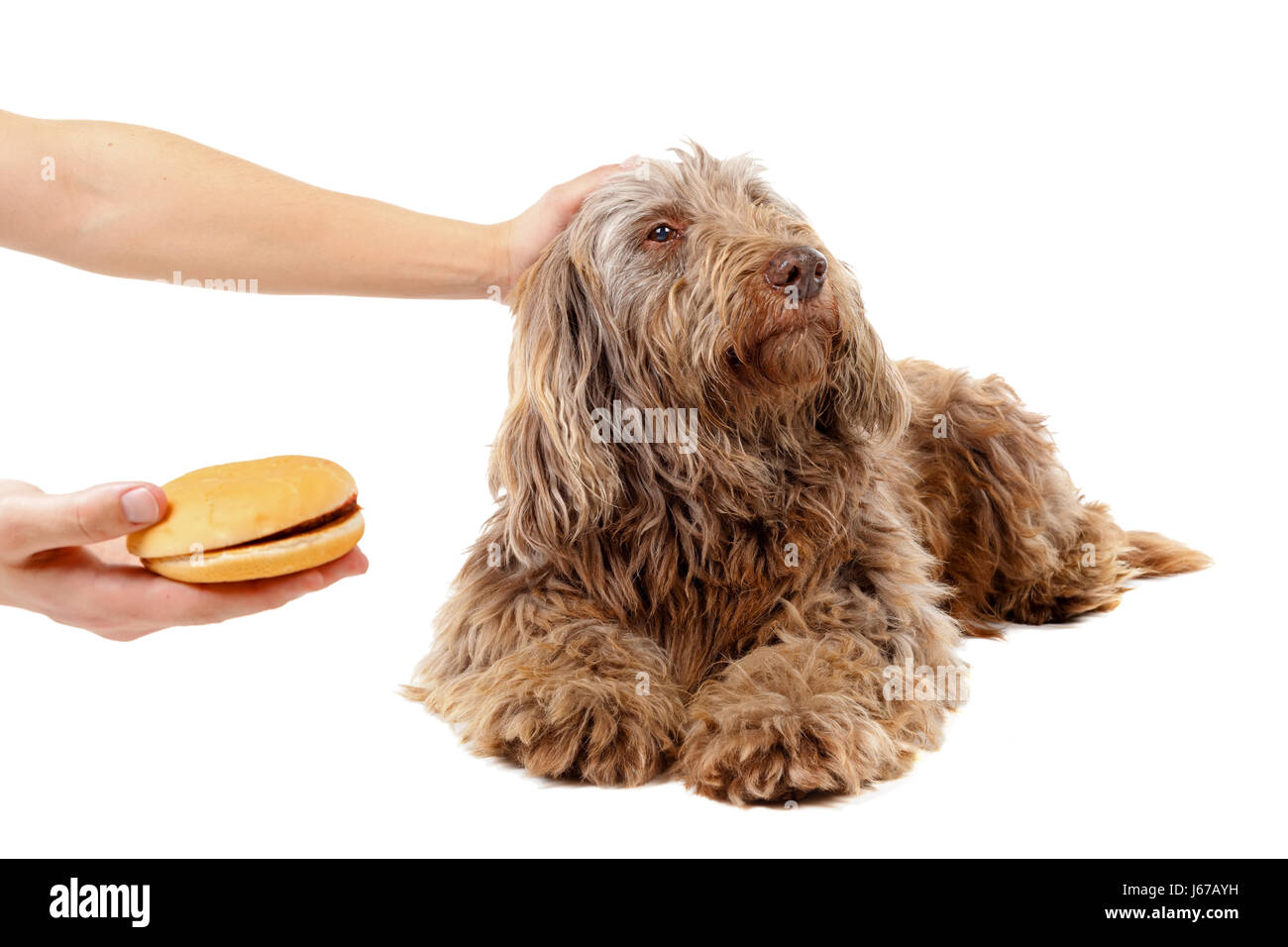 Hungry dog waiting to eat a tasty cheeseburger Stock Photo - Alamy