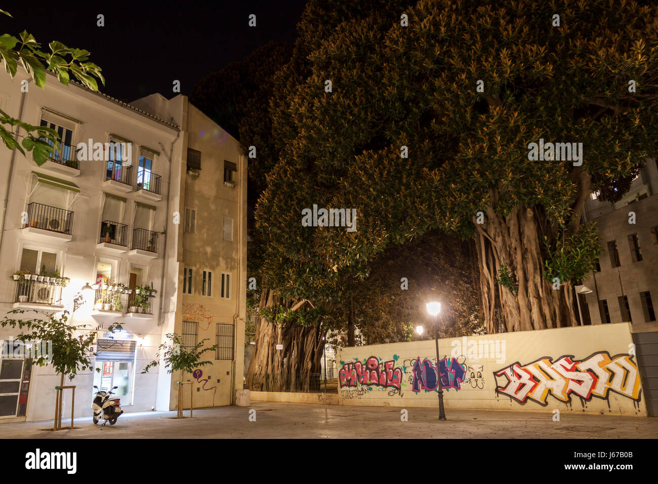 Ficus tree in the night city. Valencia, Spain Stock Photo - Alamy