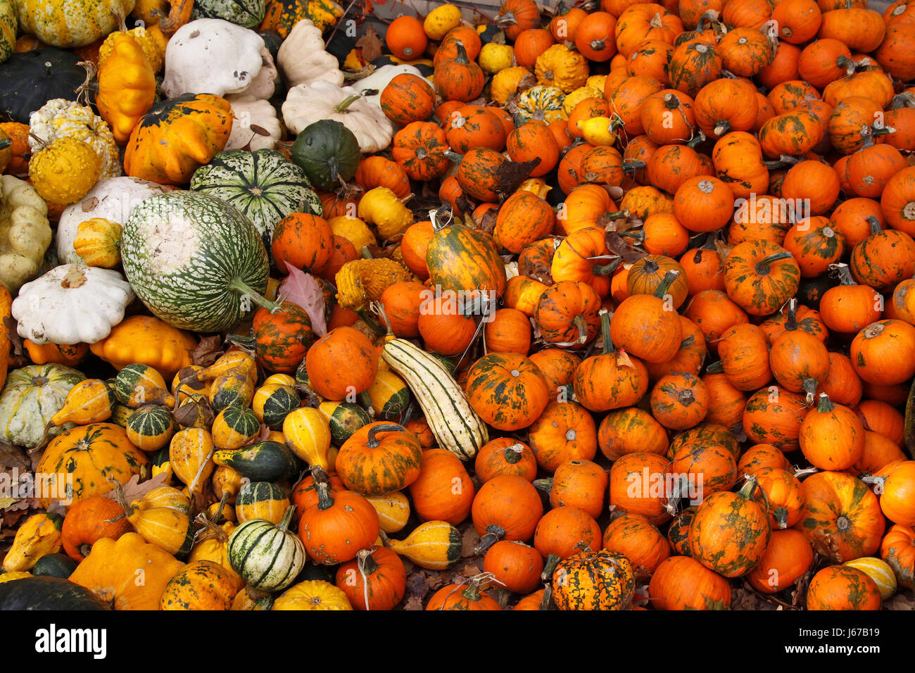 coloured colourful gorgeous multifarious richly coloured vegetable ... coloured colourful gorgeous multifarious richly coloured vegetable ...