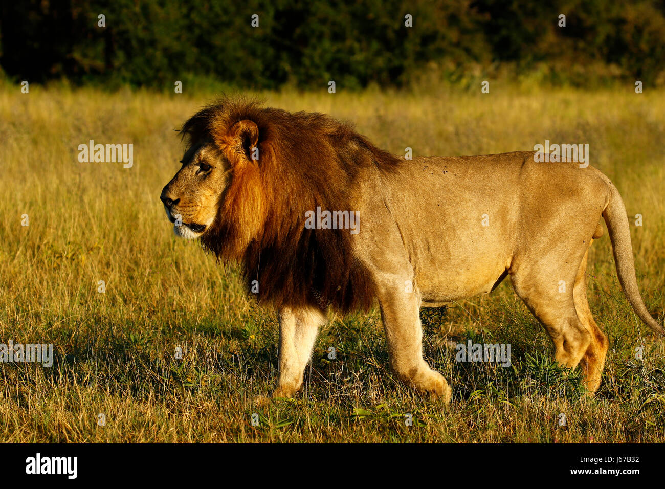 Black Maned Lion Kalahari