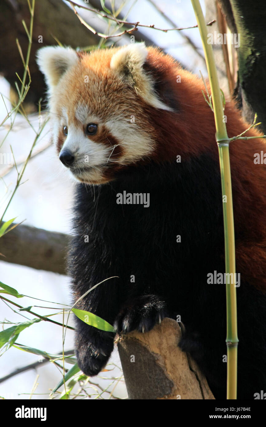 tree animal bear conservation of nature skin bamboo panda tree upstairs ...