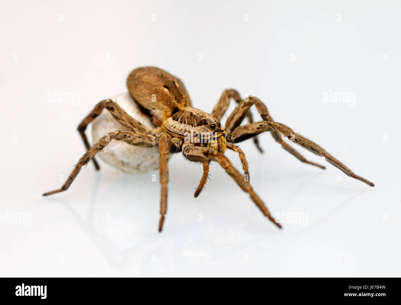 Invertebrate spider giant mygale hi-res stock photography and images ...
