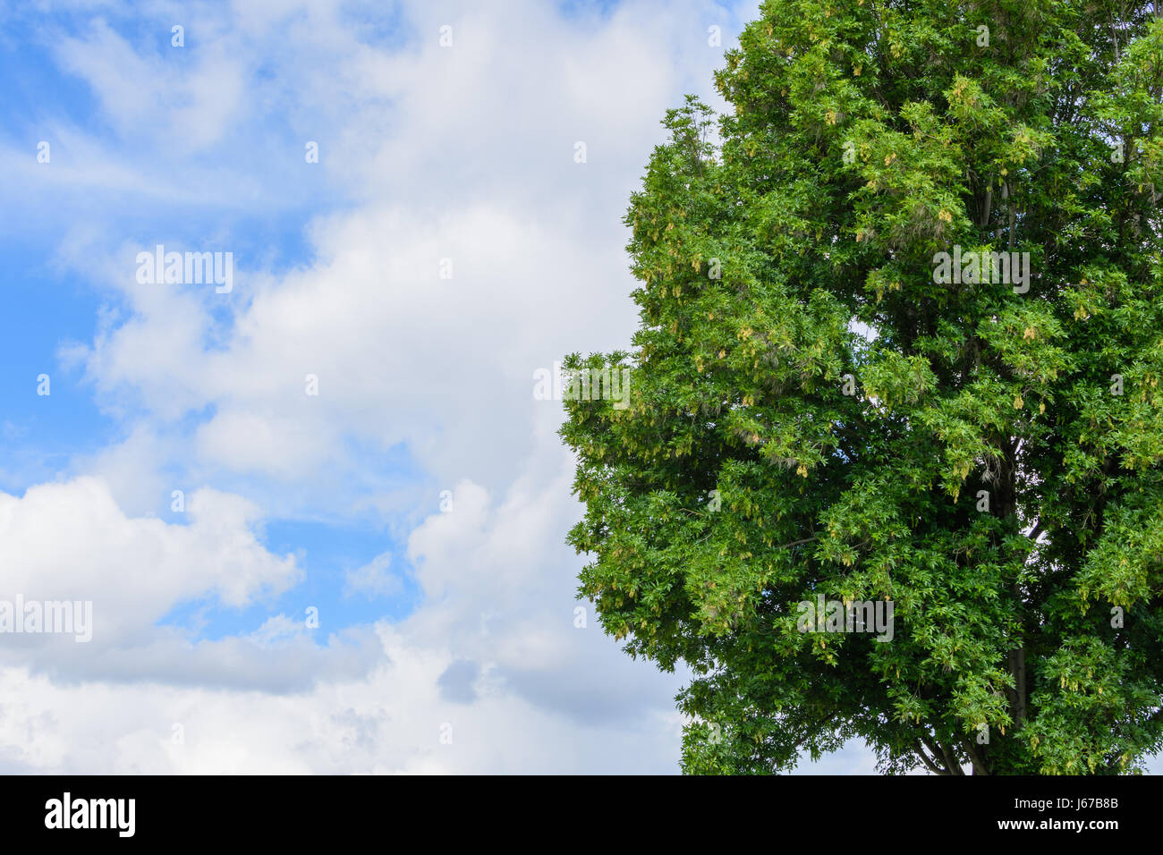 Large tree with clouds in background Stock Photo - Alamy