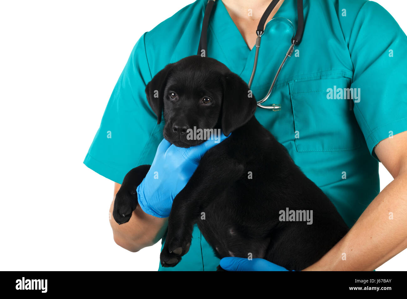 Veterinarian with a sick black labrador puppy Stock Photo - Alamy