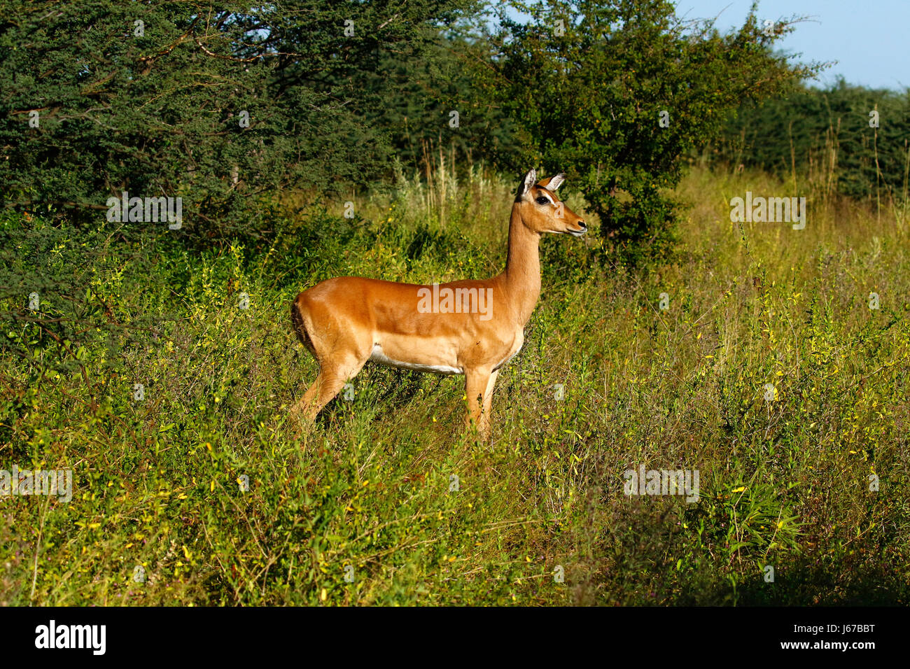 Rutting time or mating season for the African Impala antelopes Stock ...
