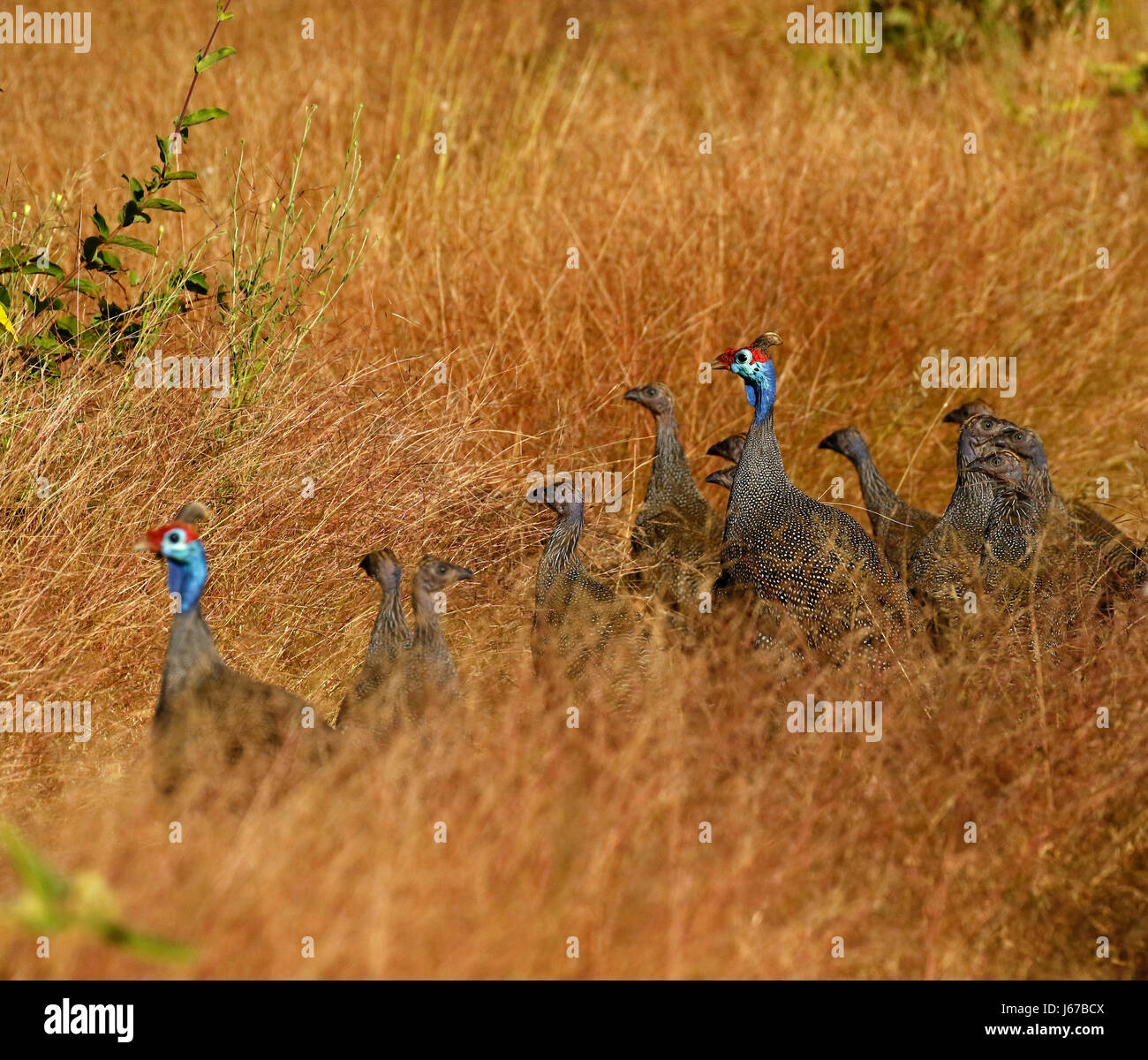 Big flock of Helmeted Guineafowl with keets hiiden in the long grasses ...