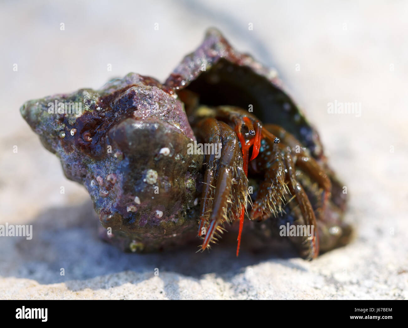 Photo of a empty seashell carried by the hermit crab Stock Photo - Alamy