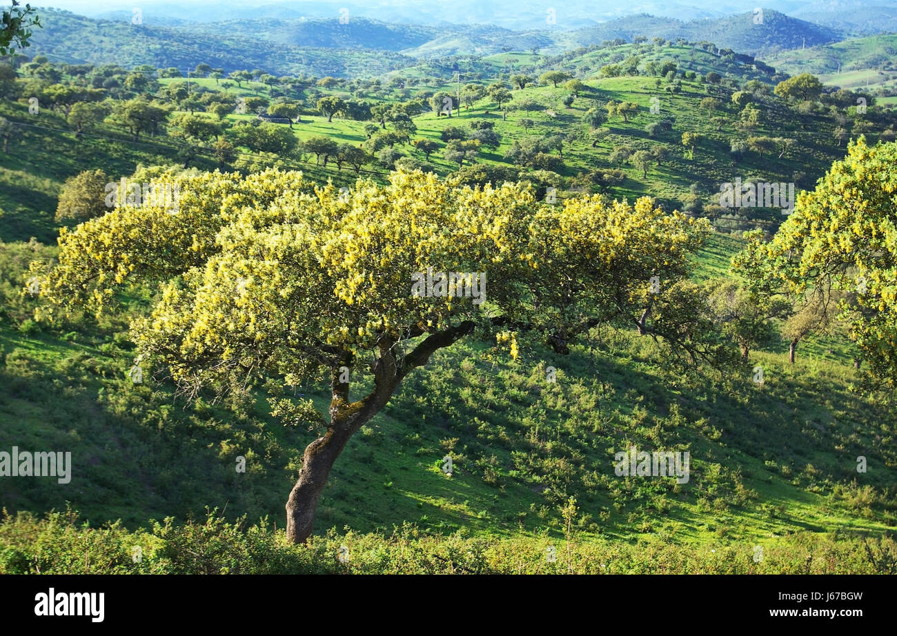 tree wood water mediterranean salt water sea ocean hot oak cork scenery ...