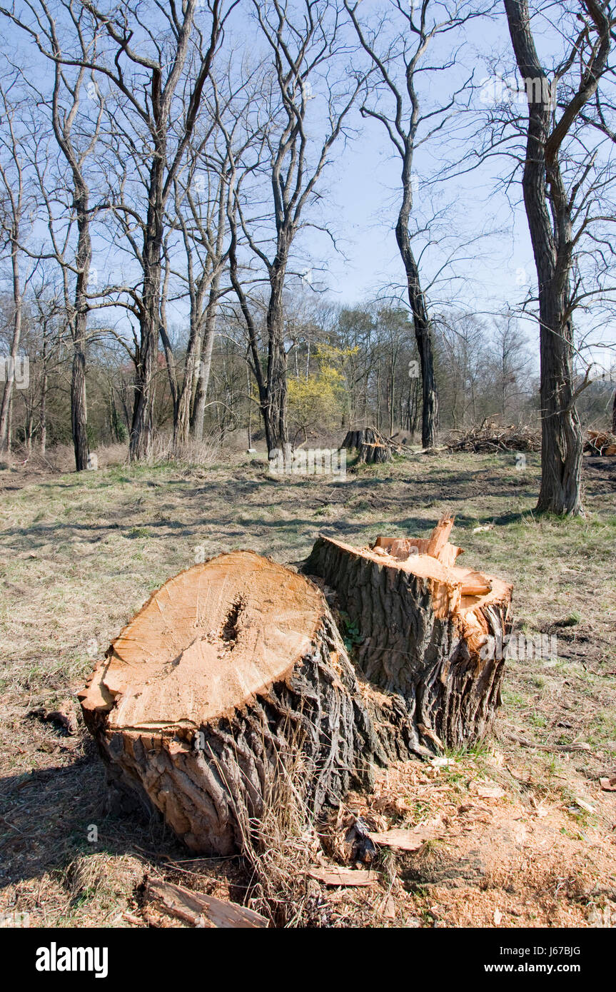 Sawed off trees hi-res stock photography and images - Alamy