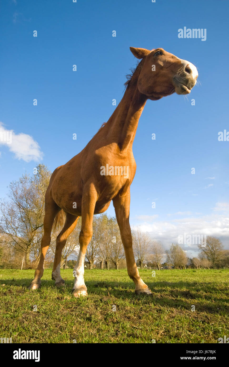 horse animal pet mammal field stallion farm blue horse animal pet ...