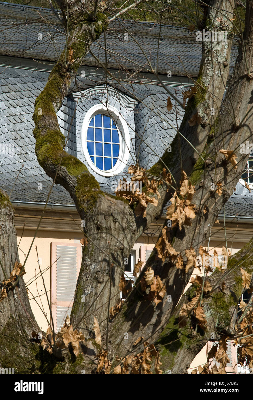 tree window porthole dormer window pane romantic slate oval rooftop ...