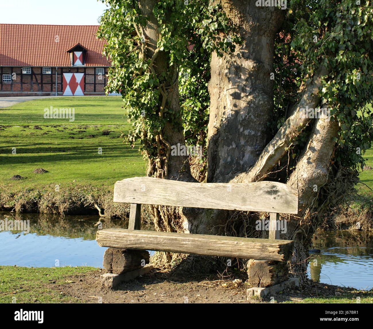 tree wood trunk romantic idyll seat bench wooden bench ivy blue green ...