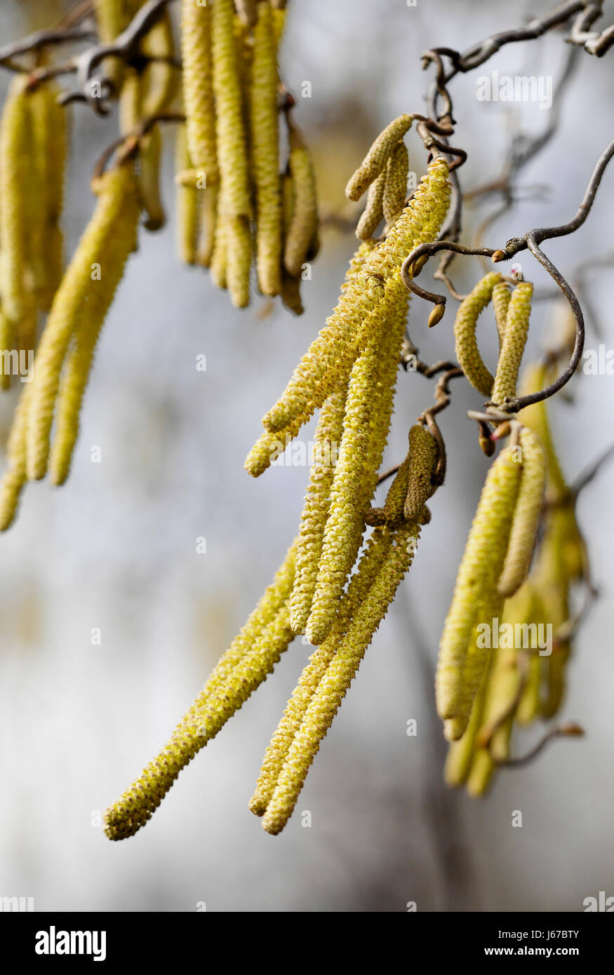 branch pollen shrub nut bloom blossom flourish flourishing male ...