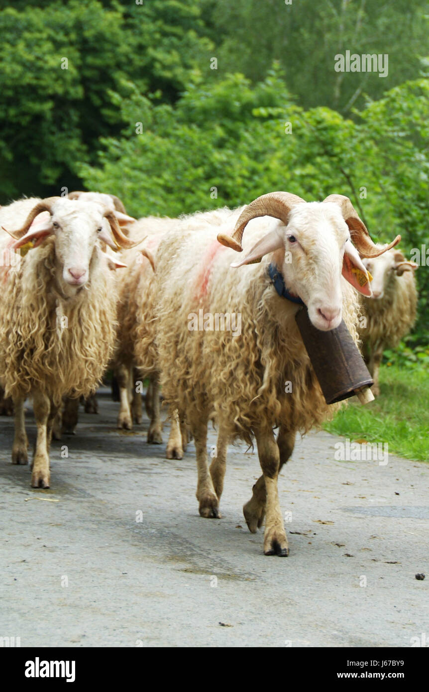 mountains sheep event pyrenees happening agriculture farming sheep ...