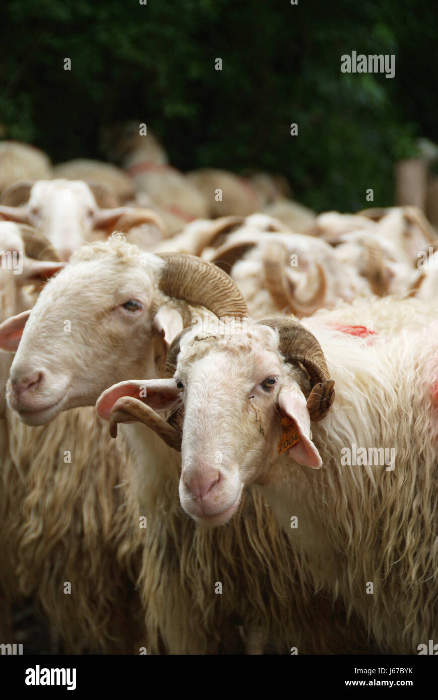 sheep france pyrenees shepherd agriculture farming sheep france animal ...