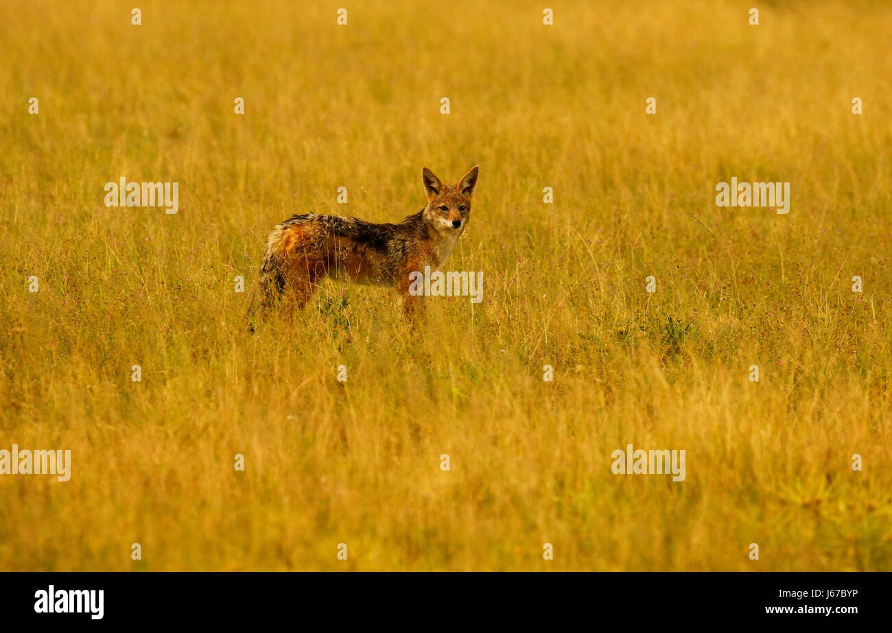 Black-backed jackal hunting on the African plains Stock Photo - Alamy