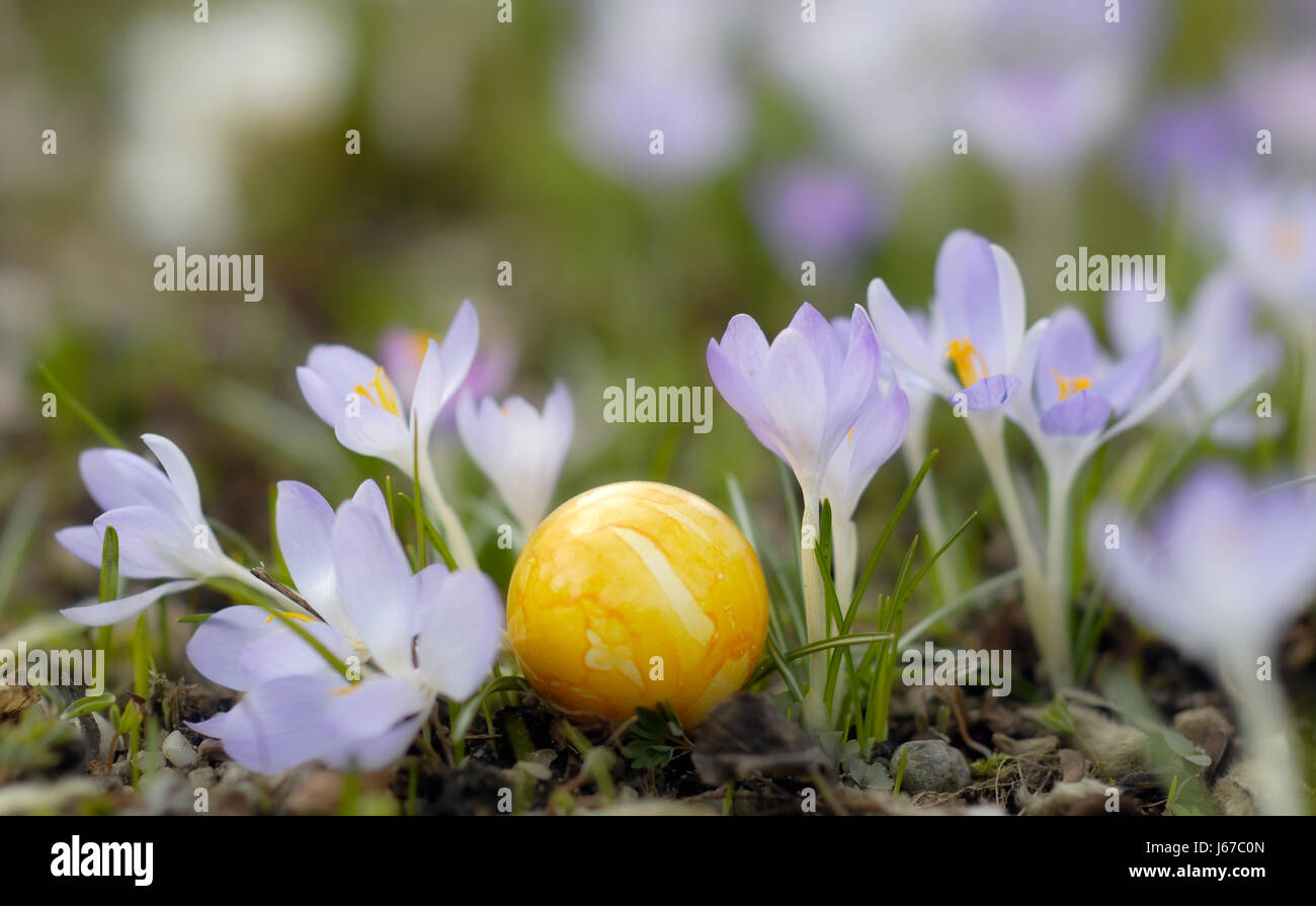 easter crocus purple outside easter egg egg pictogram symbol pictograph ...