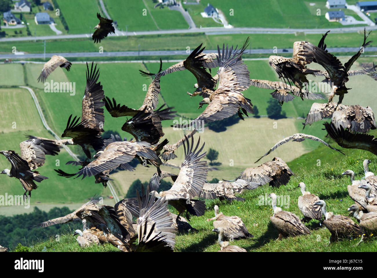 pyrenees mountain hill flight birds many fly flies flys flying vultures ...