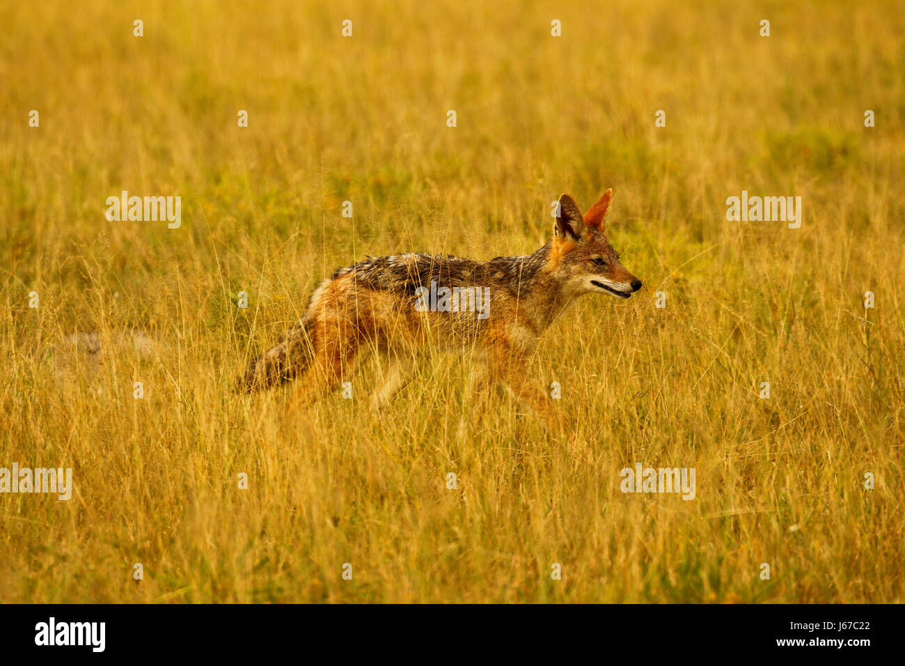 Black-backed jackal hunting on the African plains Stock Photo - Alamy