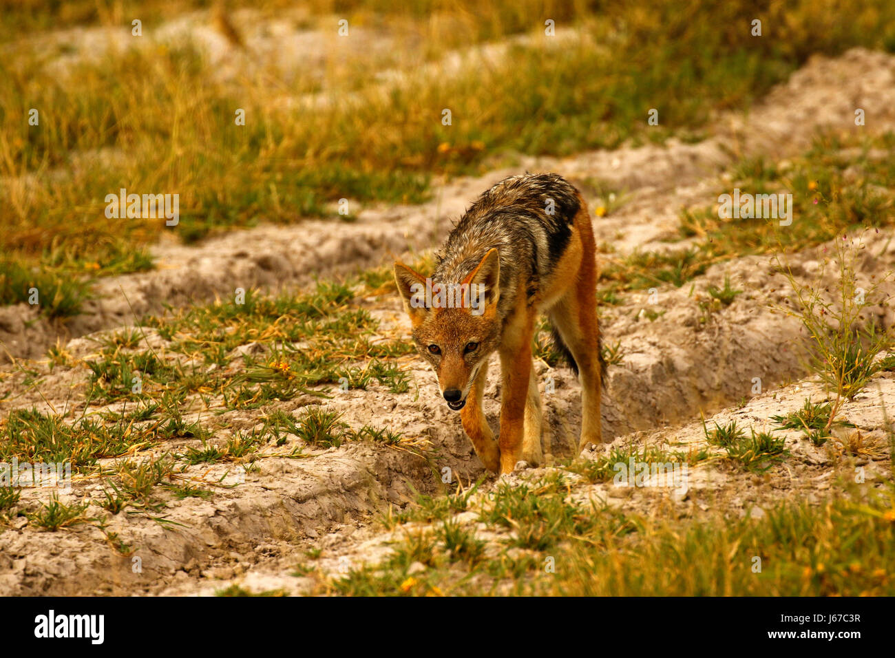 Black-backed jackal hunting on the African plains Stock Photo - Alamy