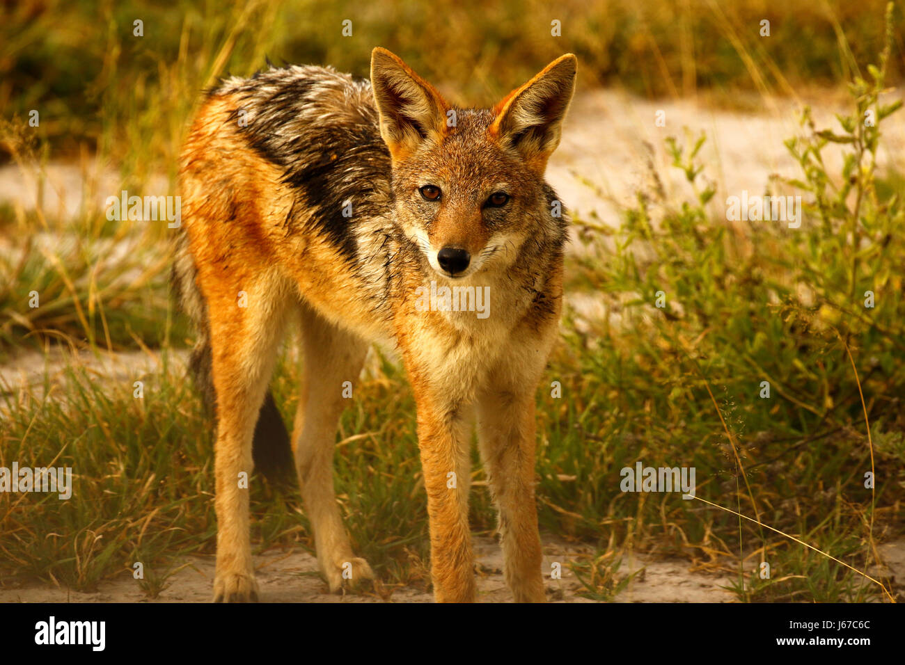 Black-backed jackal hunting on the African plains Stock Photo - Alamy