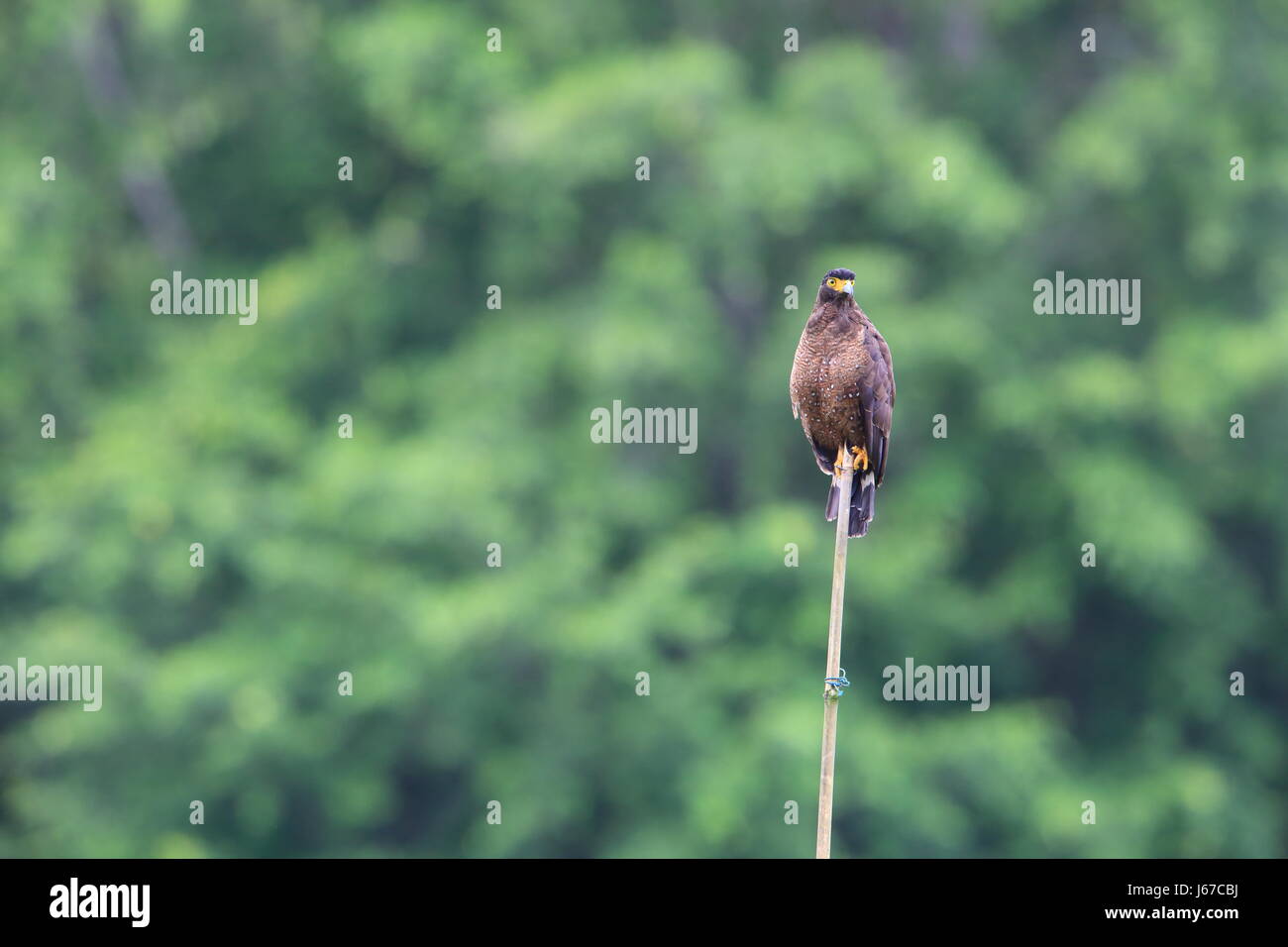 Simeulue serpent eagle (Spilornis cheela abbotti) in Simeulue Island ...