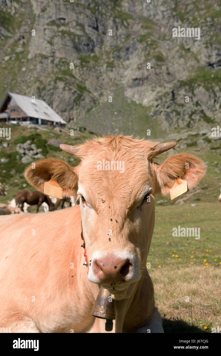 mountains agriculture farming cow livestock cattle pyrenees calf ...