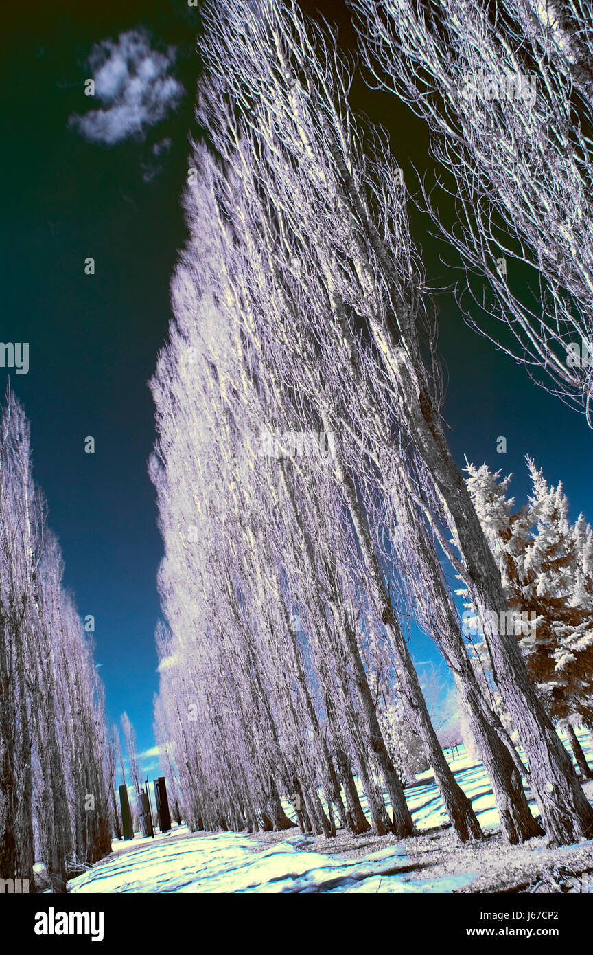 invisible infrared landscape scenery countryside nature tree park ...