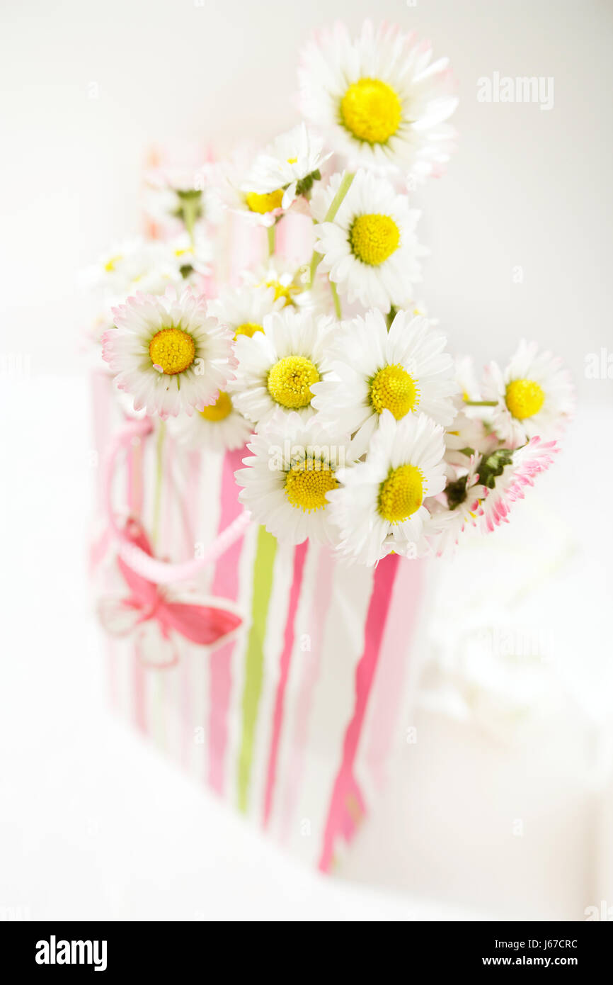 flower flowers plant spring bouquet daisy airy flavour flower flowers ...