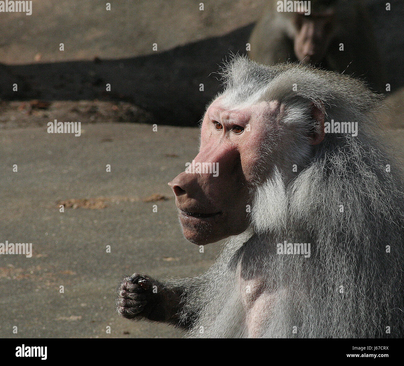 africa male masculine monkey baboon grizzled old africa strong male ...