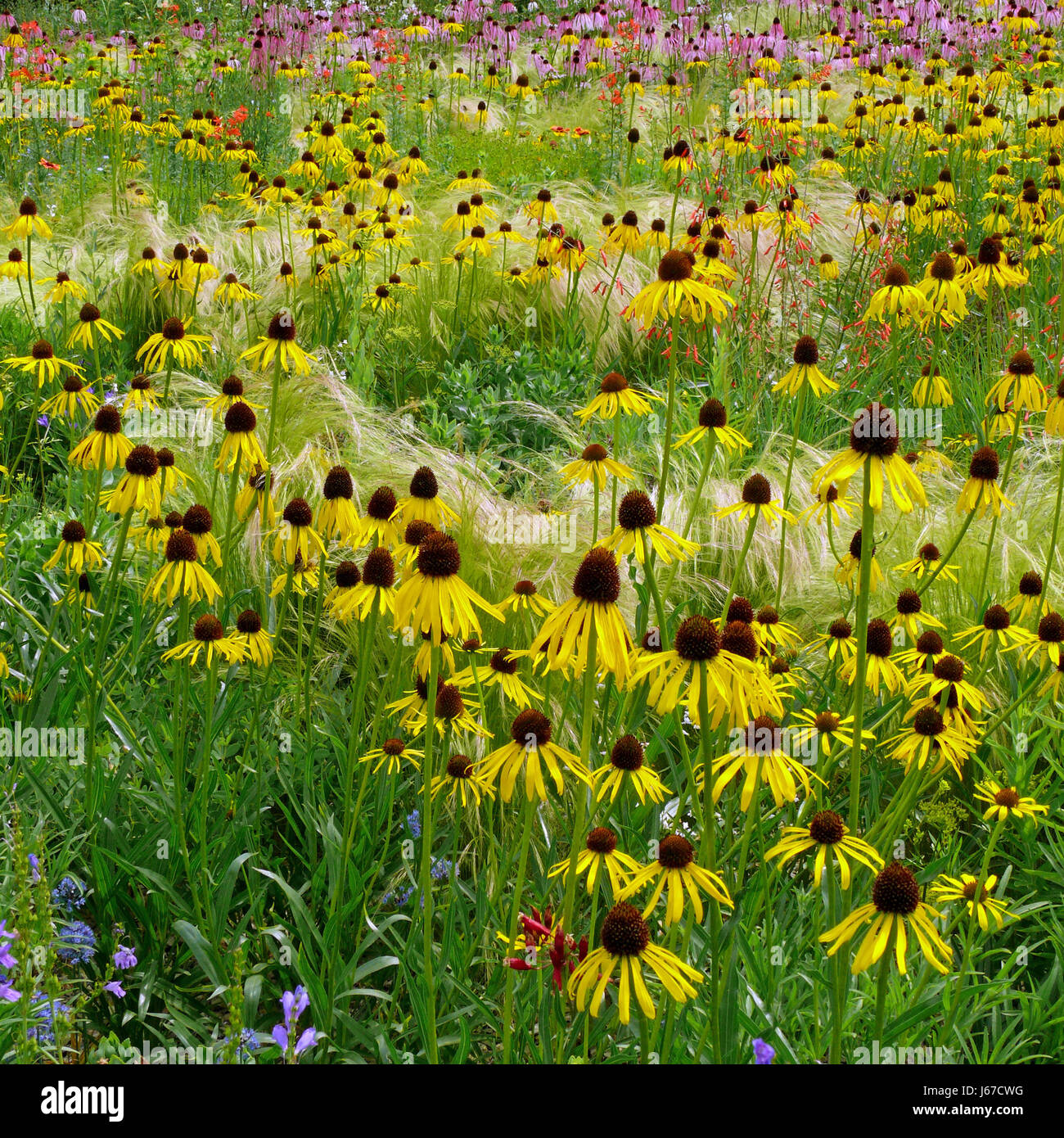 bloom blossom flourish flourishing coloured colourful gorgeous ...