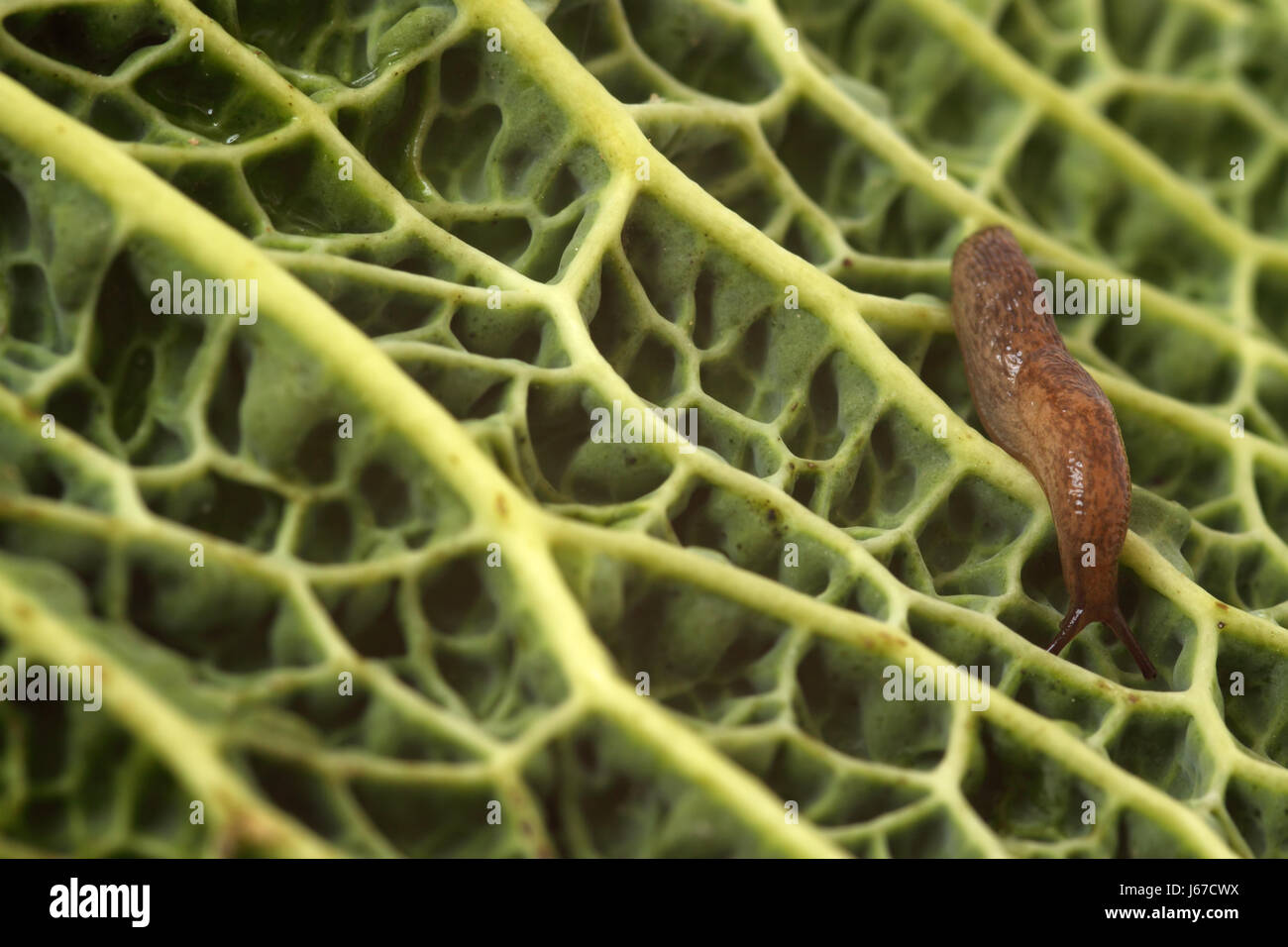 agriculture farming vegetable slug snail crawler vermin varmint savoy ...