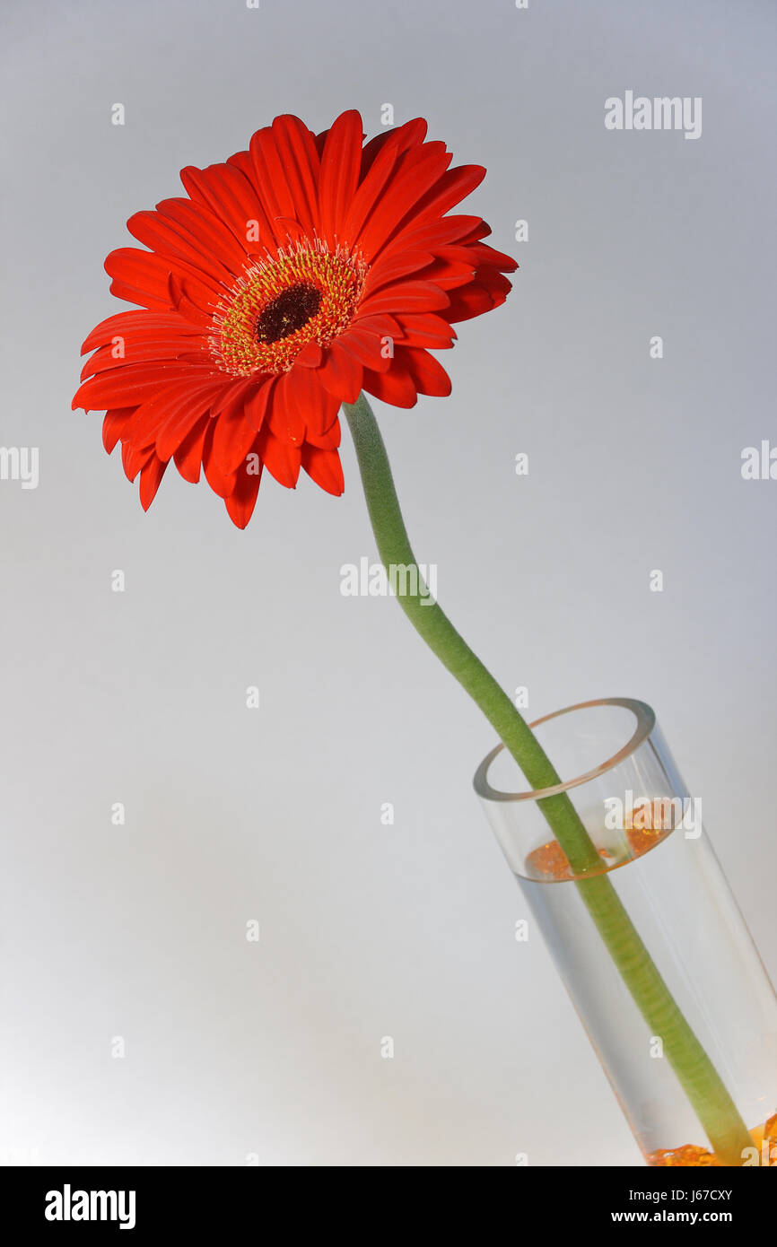 flower plant bloom blossom flourish flourishing gerbera colour colors ...