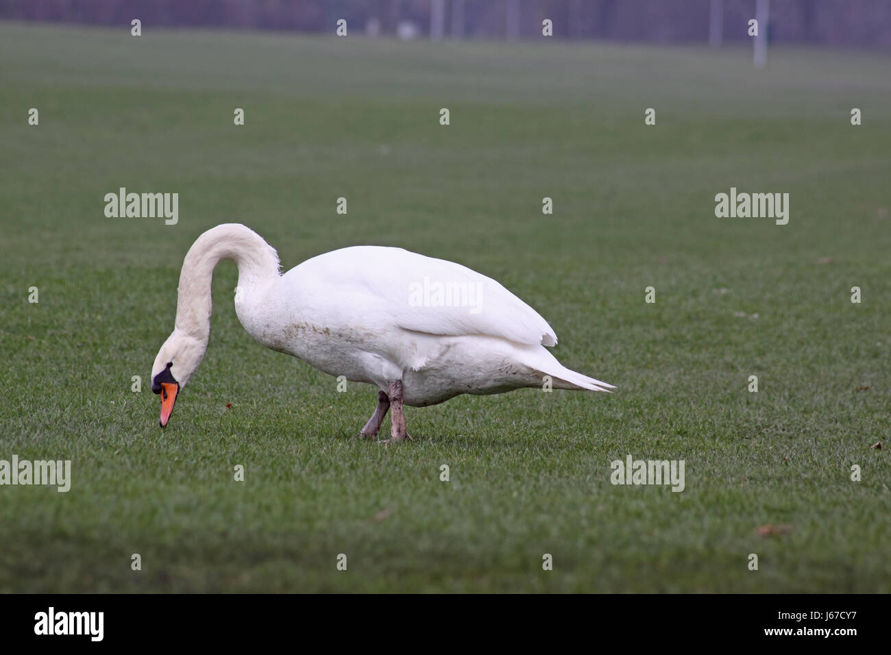 food aliment animal bird swan birds creature to gorge engulf devour ...