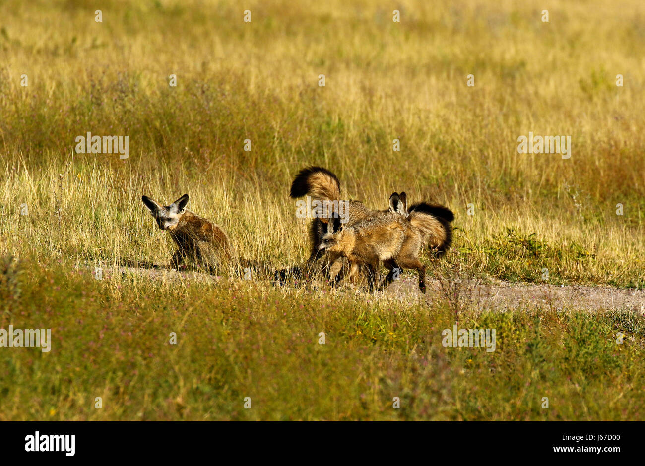 Desert fox on run hi-res stock photography and images - Alamy