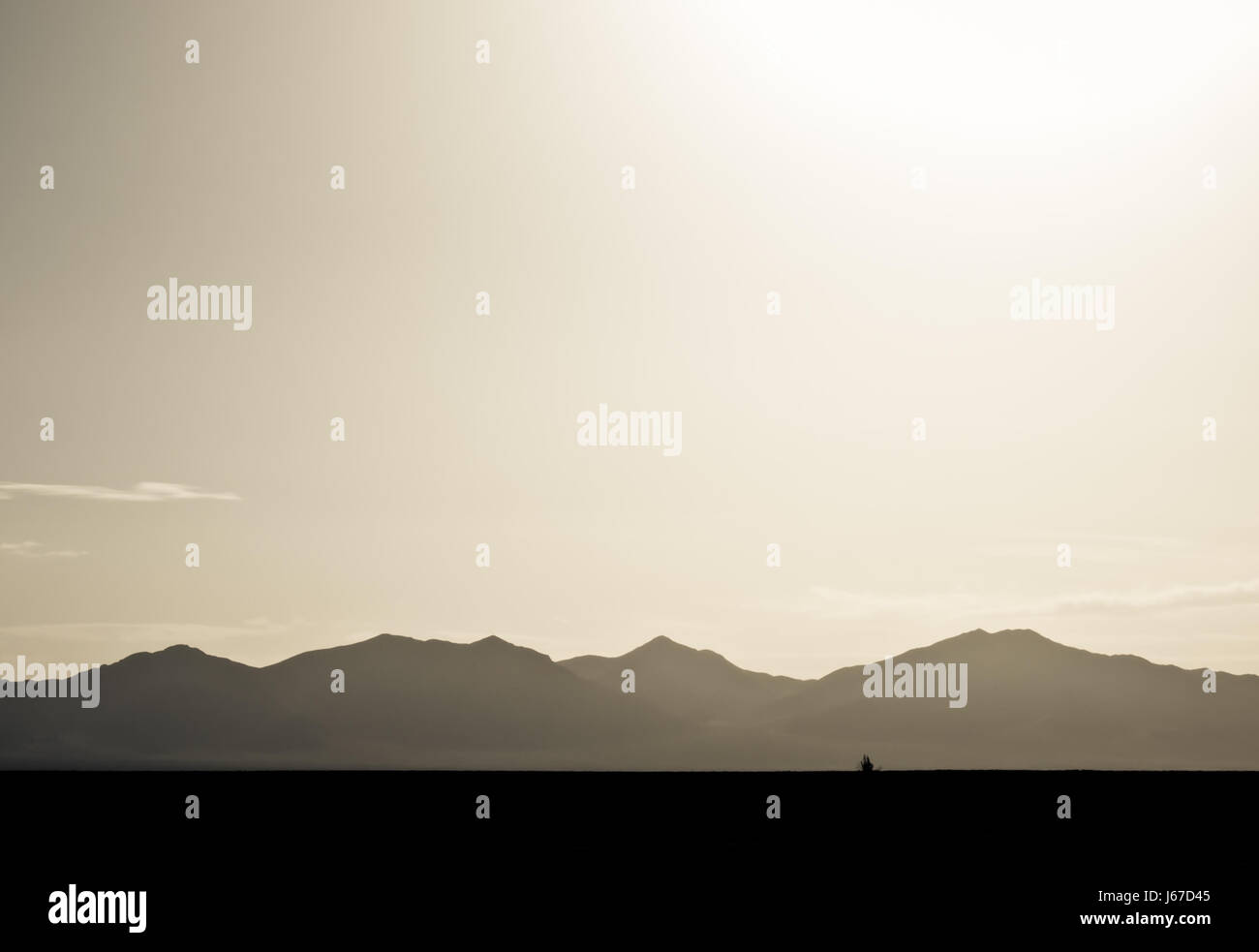 Lone tree in an empty desert near Delta, Utah, USA Stock Photo - Alamy