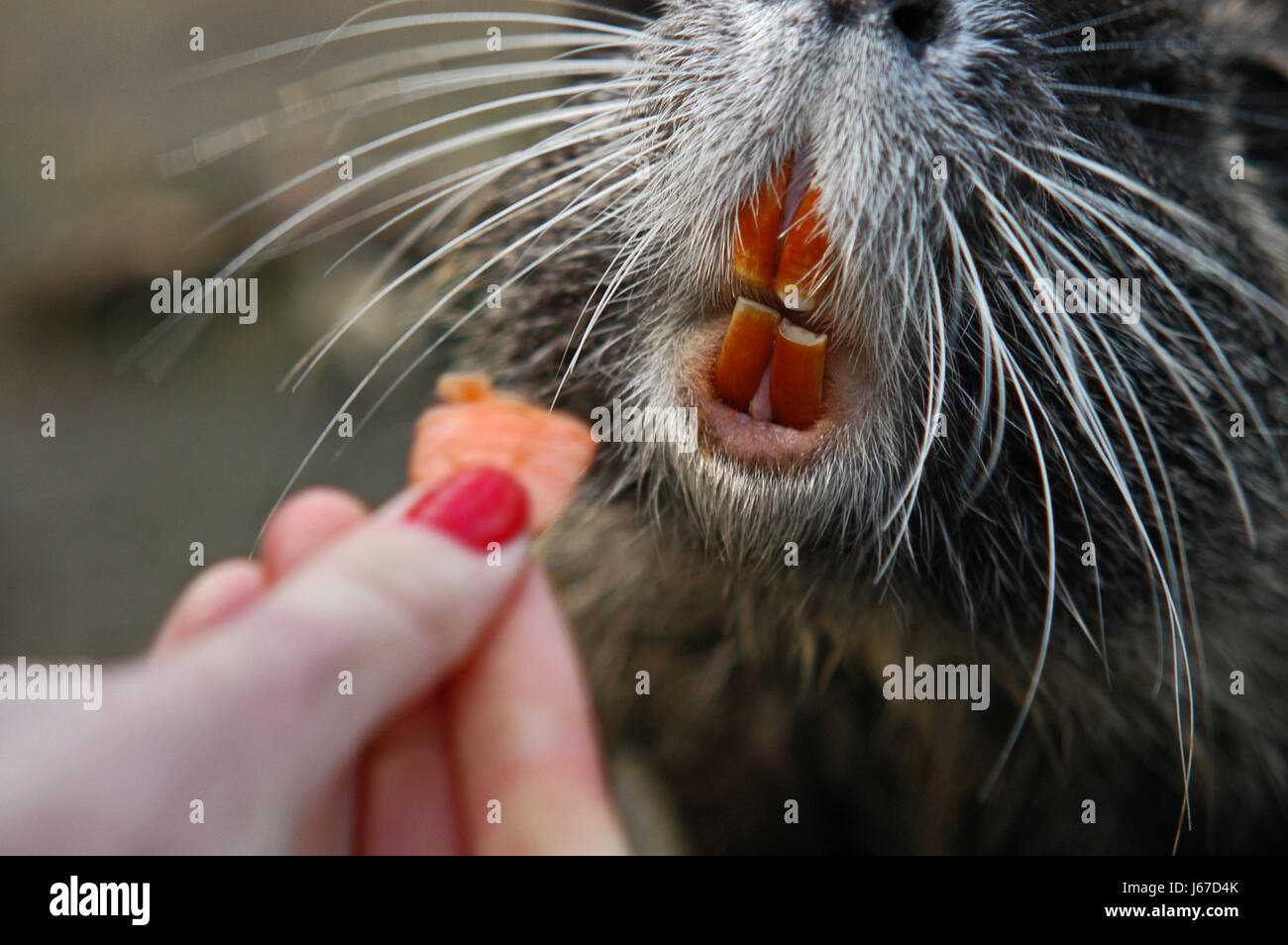 teeth nutria hand hands fodder animal teeth face portrait rodent skin ...