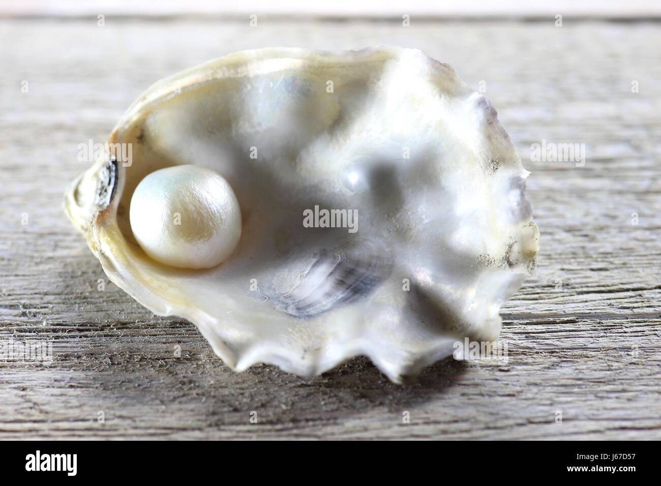 pearl embedded in oyster on wooden background Stock Photo - Alamy