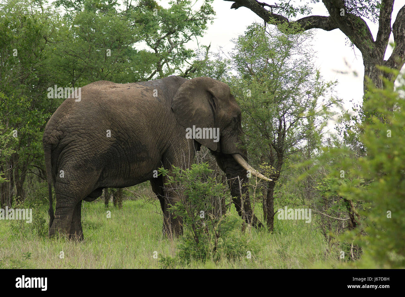 africa elephant ivory bull safari big game africa elephant ivory tusks ...