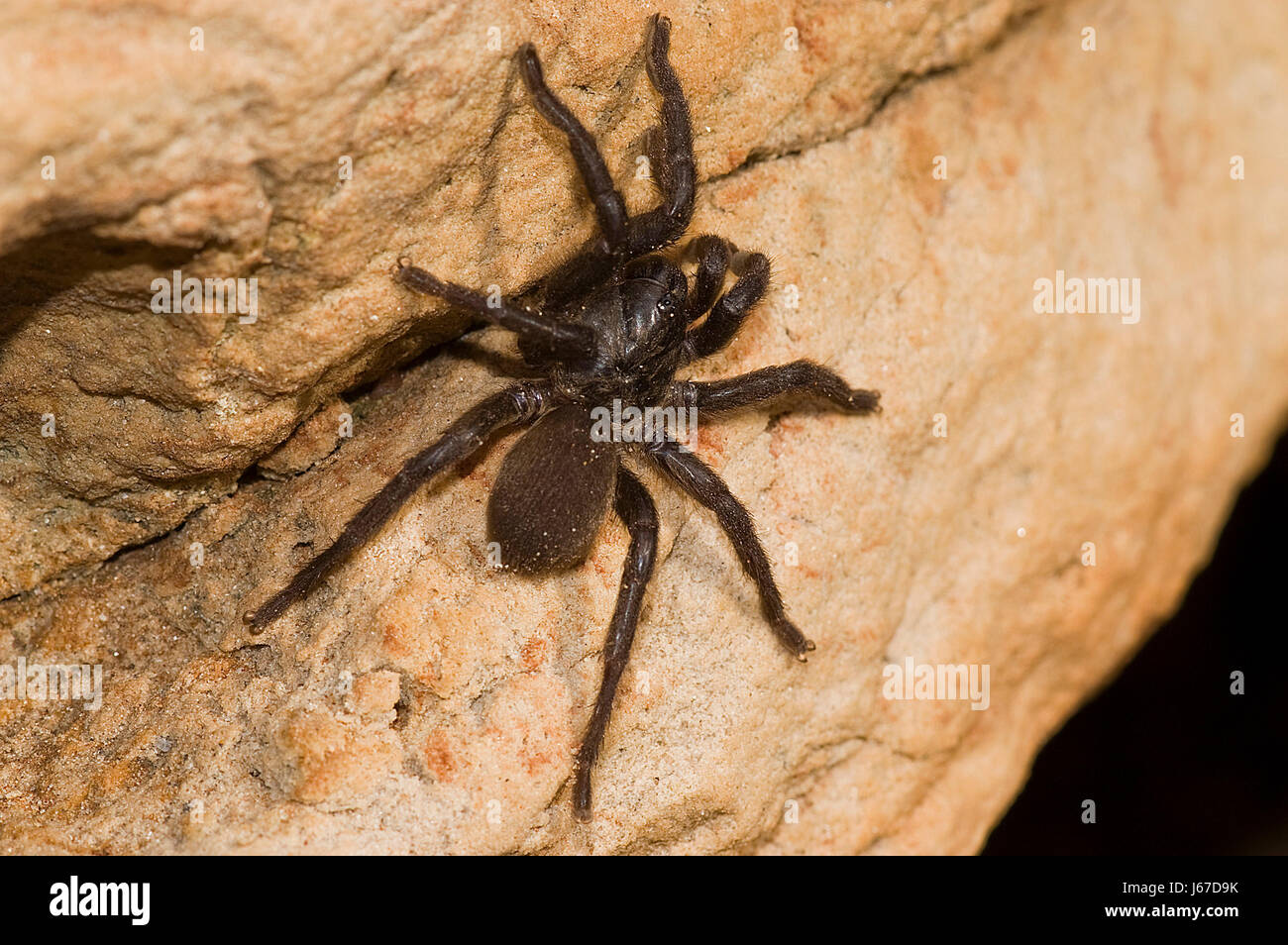 spider legs black swarthy jetblack deep black spider eight vogelspinne ...