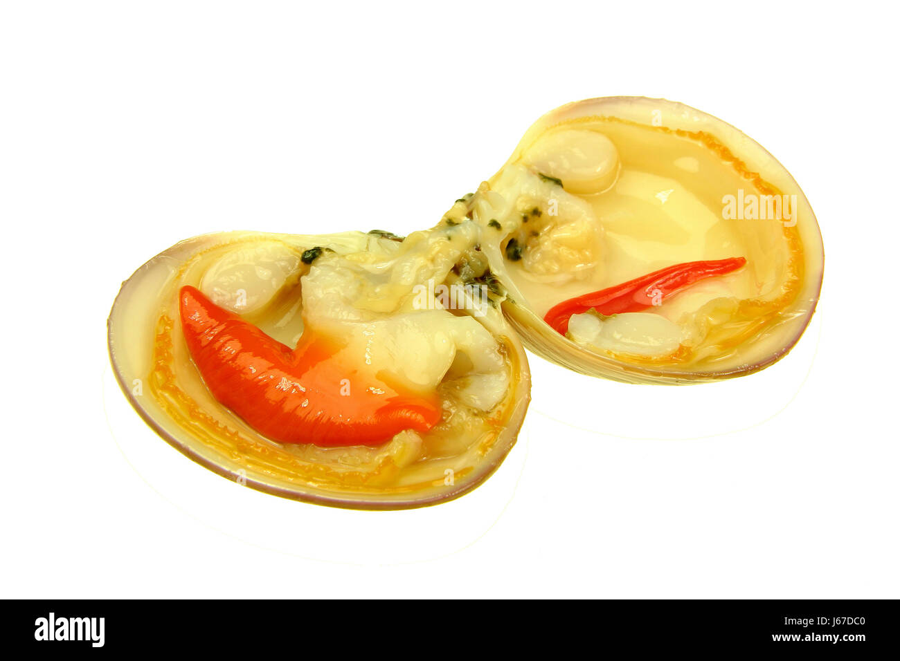 shell seafood food aliment shell spain one gourmet shellfish seafood ...