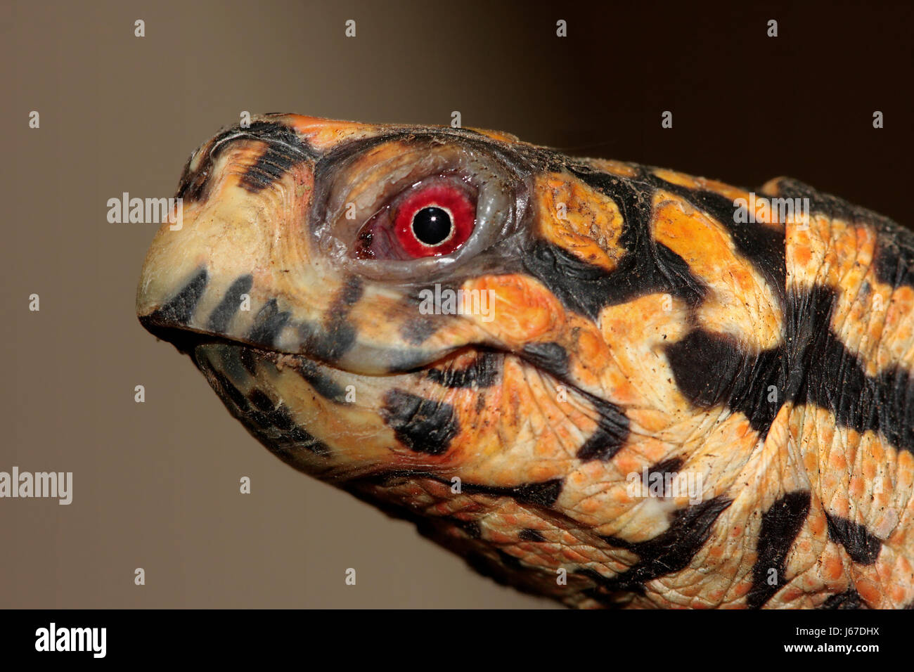 animal wildlife reptiles box turtle nature tortoise animal wild eye ...