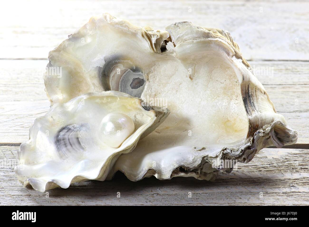 pearl embedded in oyster on wooden background Stock Photo - Alamy