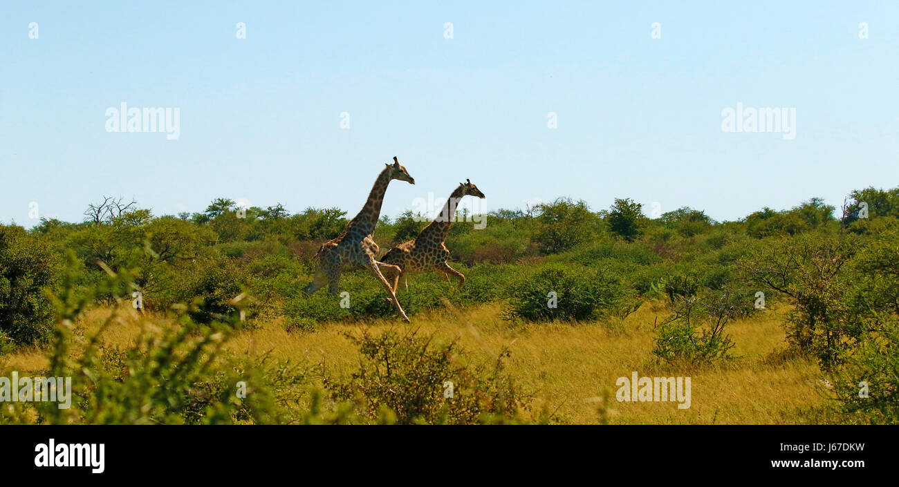 Giraffes running fast to escape predators Stock Photo - Alamy