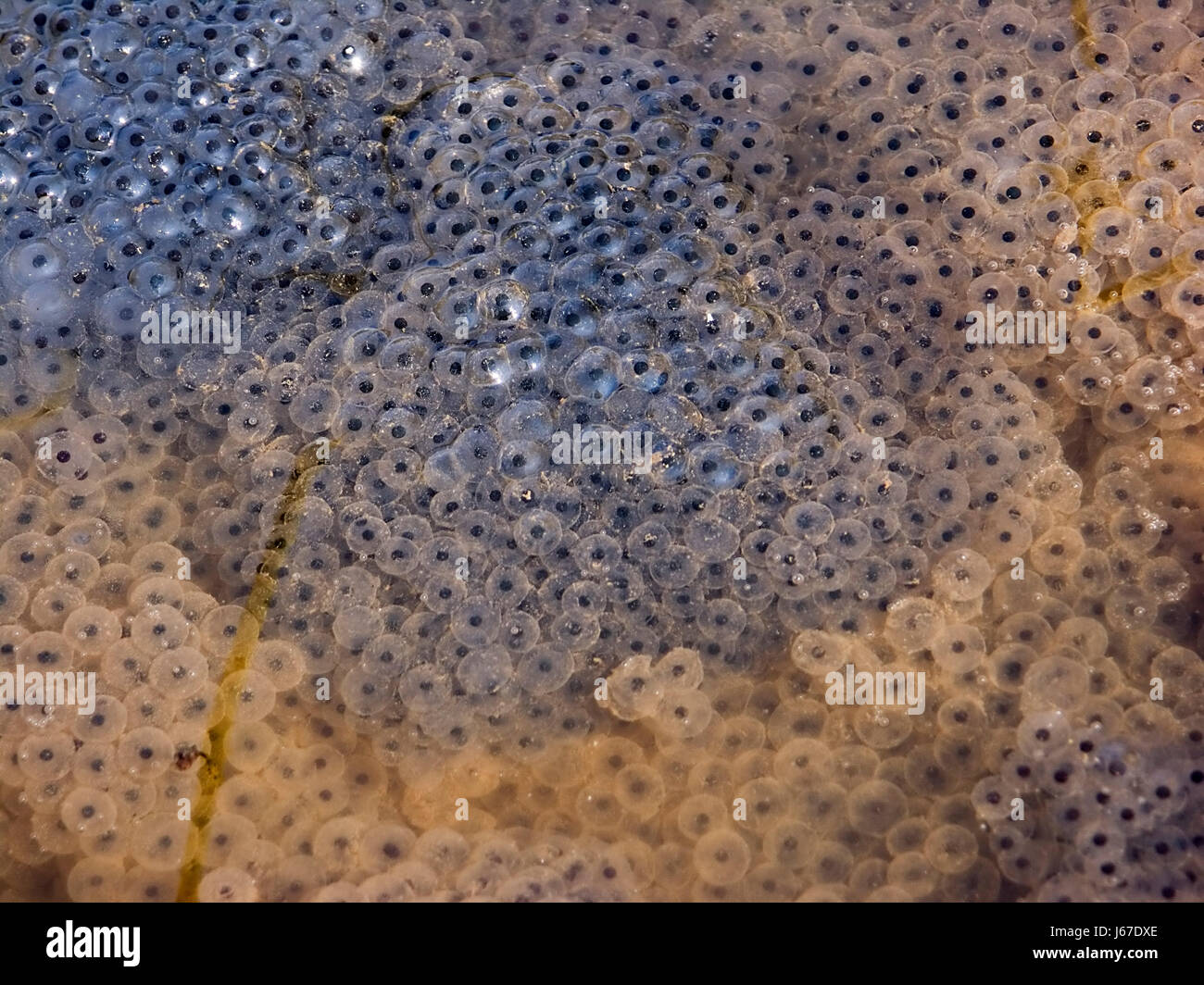 Krtenlaich hi-res stock photography and images - Alamy