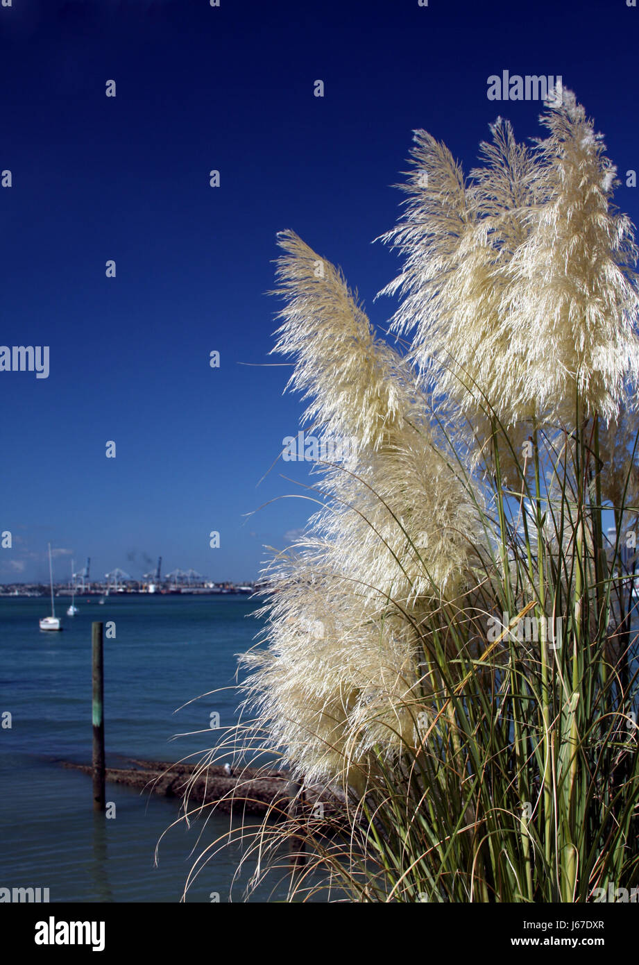 blue reed firmament sky salt water sea ocean water blue reed harbor ...