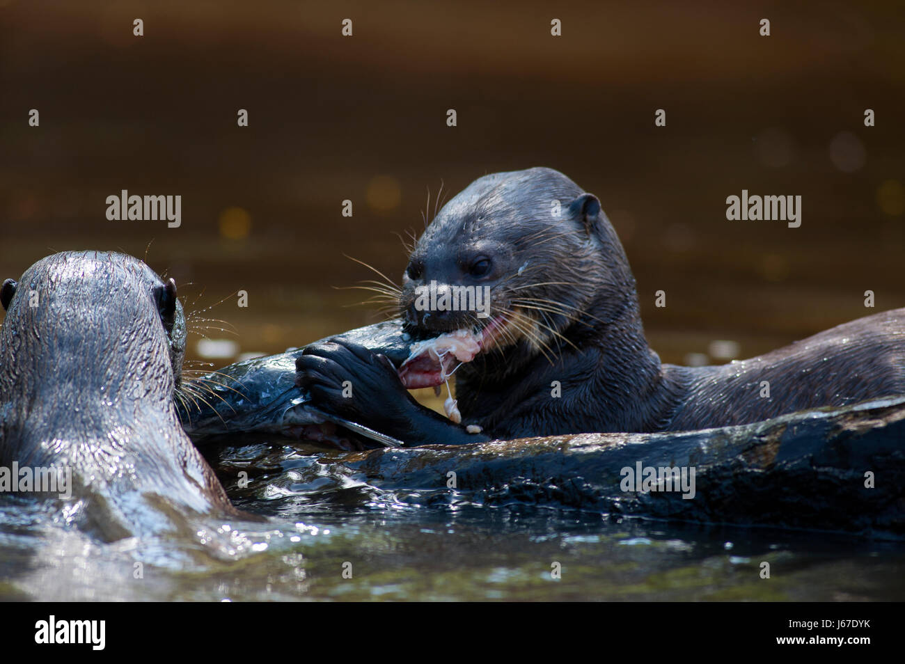Giant otter eating fish at Três Irmãos river, Pantanal of Mato Grosso ...